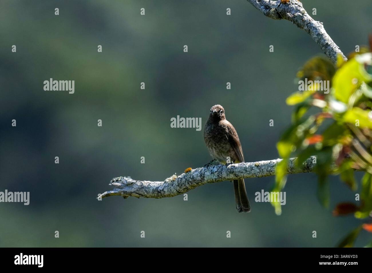 Cape bulbul (Pycnonotus capensis) Wilderness, Garden Route, Western ...