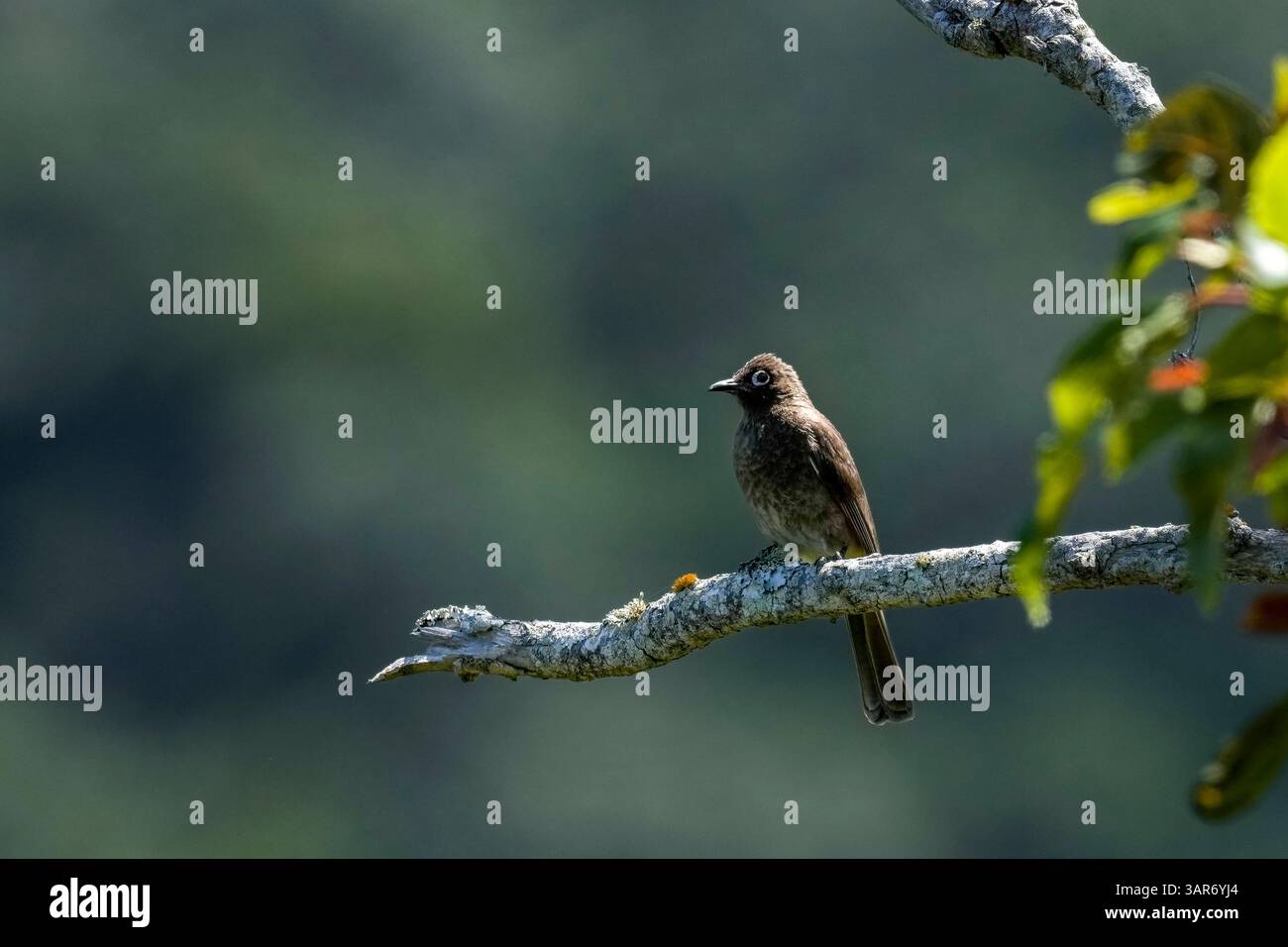 Cape bulbul (Pycnonotus capensis) Wilderness, Garden Route, Western ...