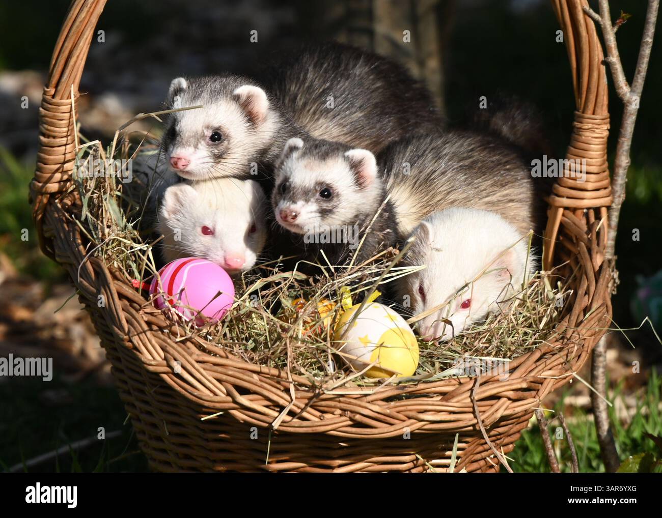 Animals daytime editorial use only england zoo hi-res stock photography ...