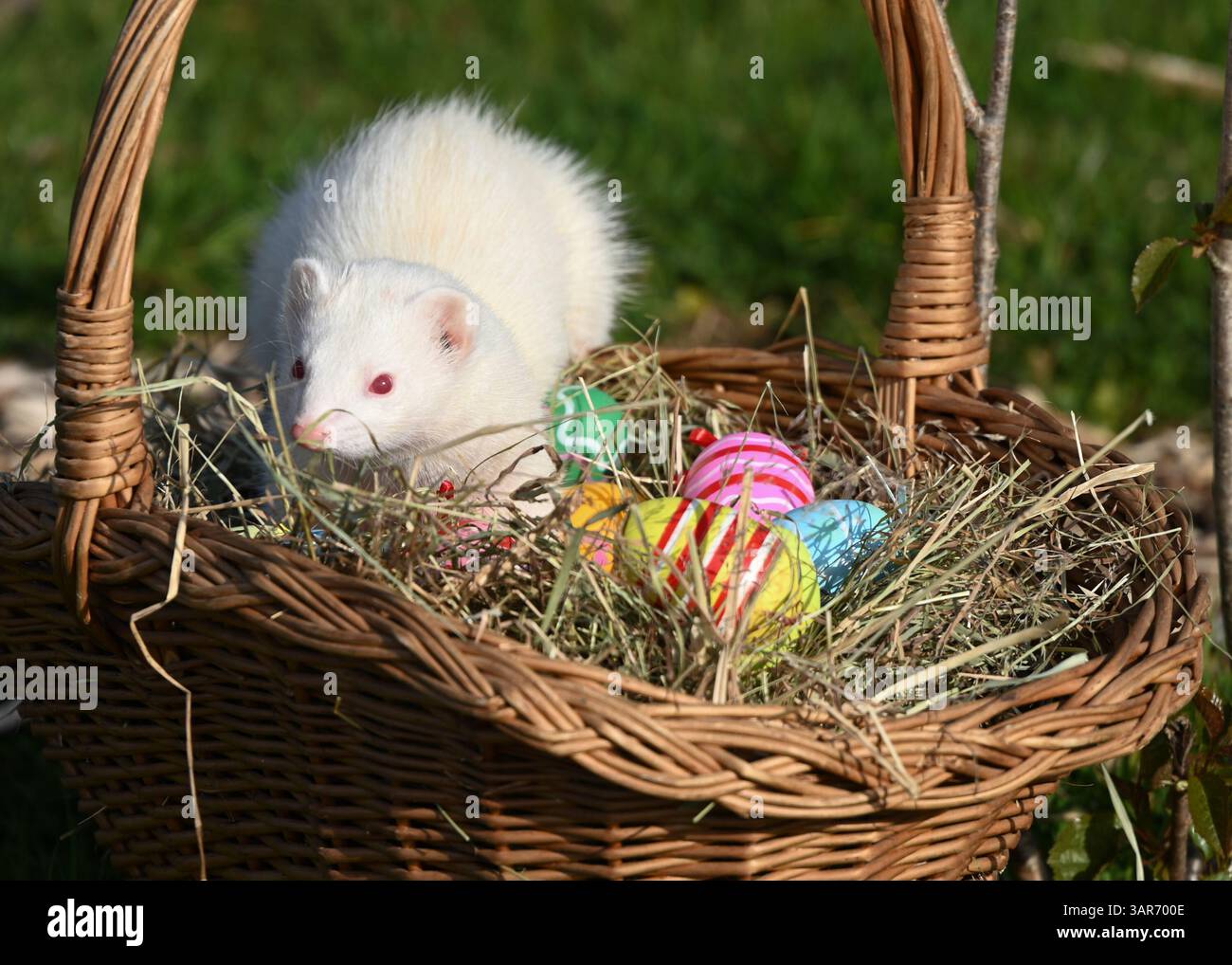 Ferrets with Easter treats at Whipsnade Zoo, near Dunstable ...