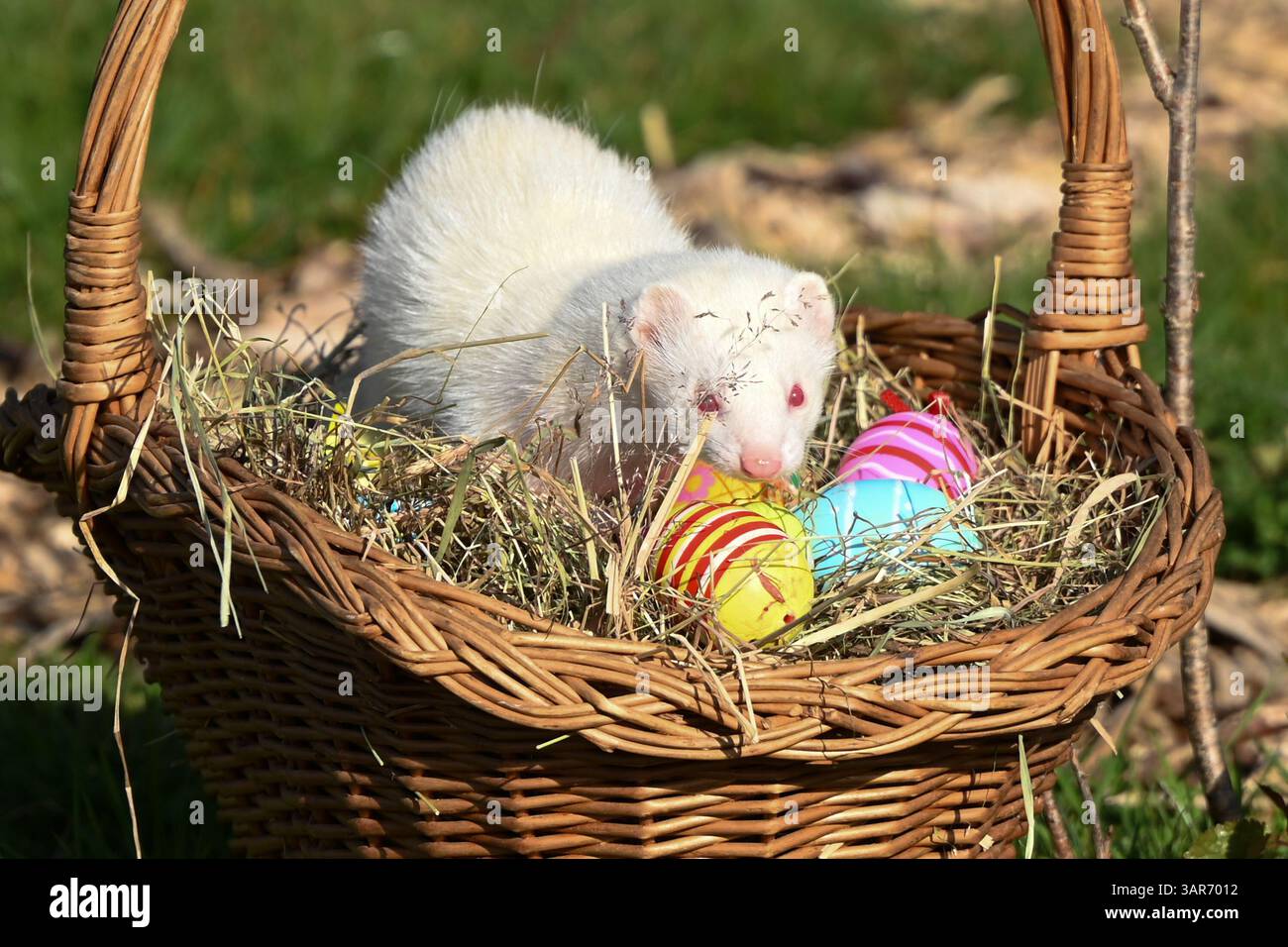 Ferrets with Easter treats at Whipsnade Zoo, near Dunstable ...