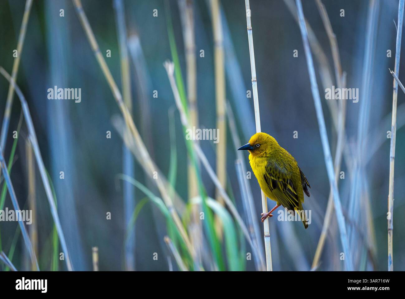 Cape weaver (Ploceus capensis), Wilderness, Garden Route, Western Cape ...