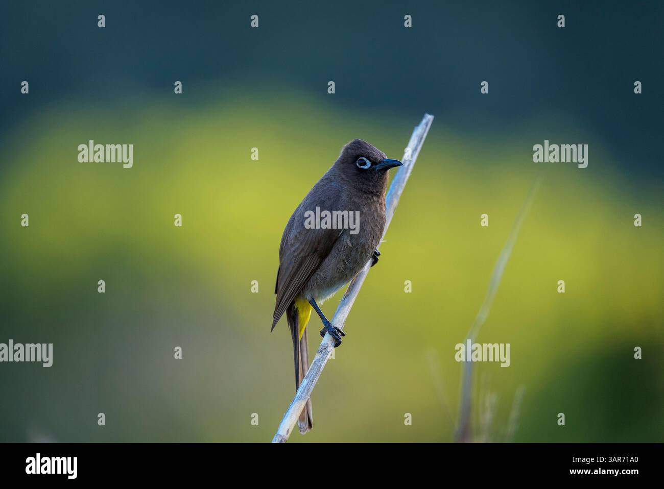 Cape bulbul (Pycnonotus capensis) Wilderness, Garden Route, Western ...