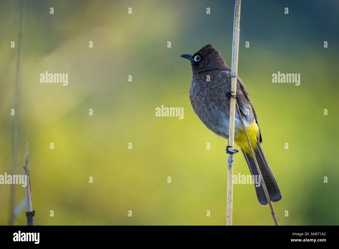 Cape bulbul (Pycnonotus capensis) Wilderness, Garden Route, Western ...