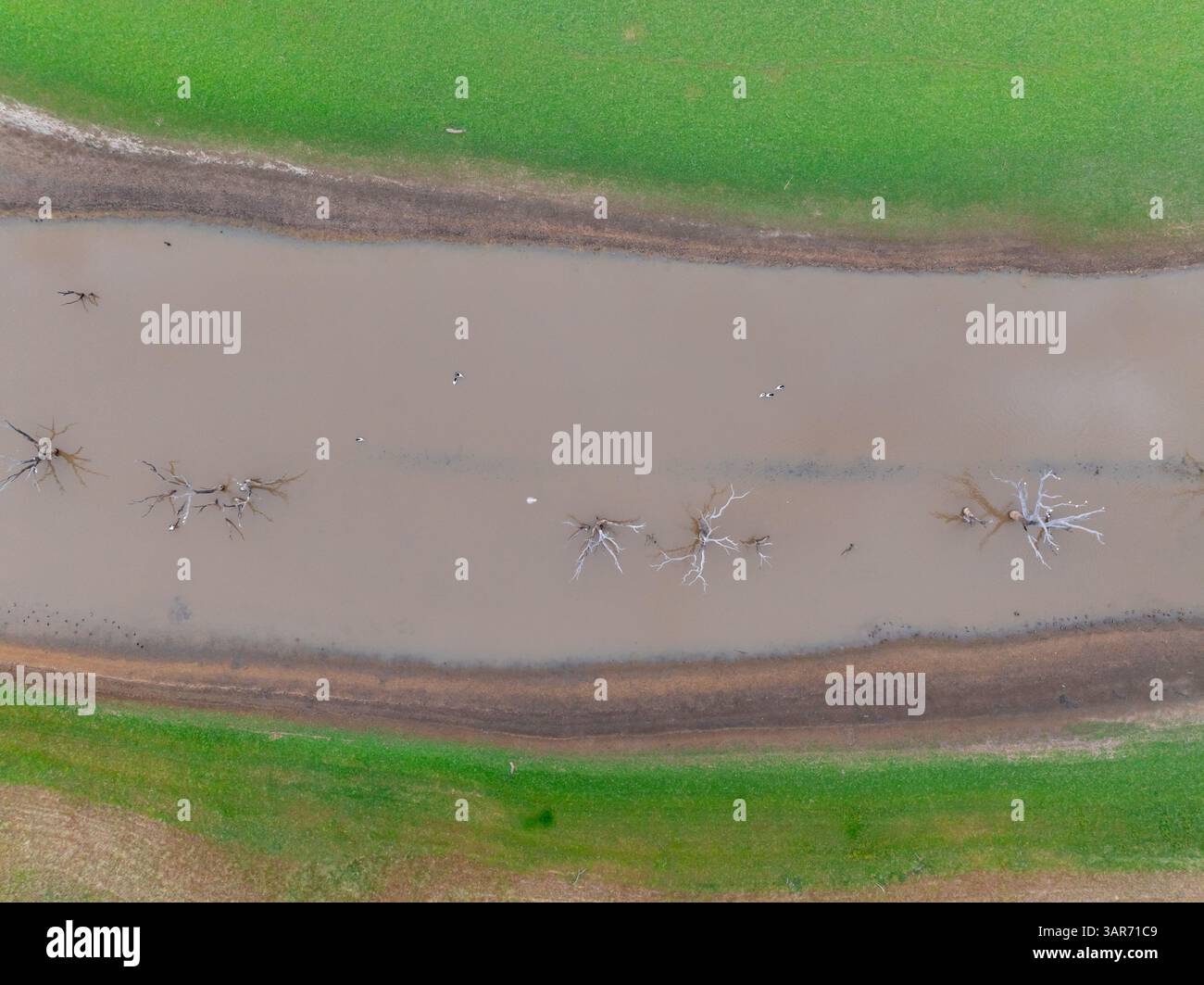 Aerial view of a line of dead trees in a murky river at Joyces Creek in ...
