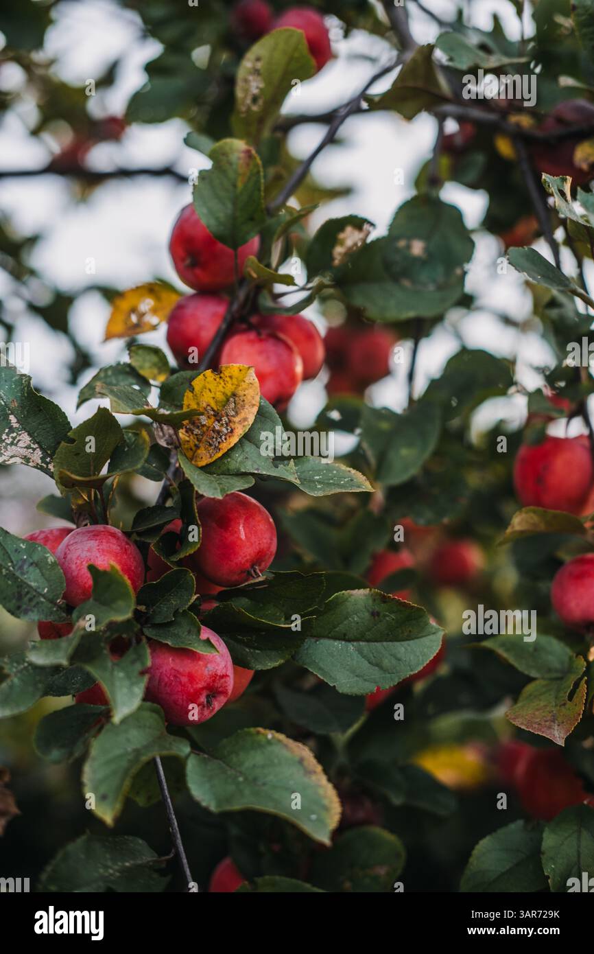 Malus baccata also known as Siberian crabapple Chinese crab apple and ...