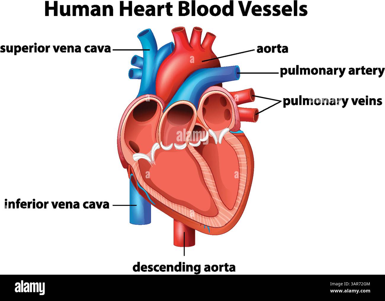 Vector illustration of human heart anatomy with labeled blood vessels ...