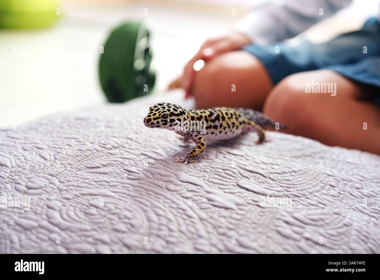 Leopard gecko explores soft surface while child interacts in a cozy ...
