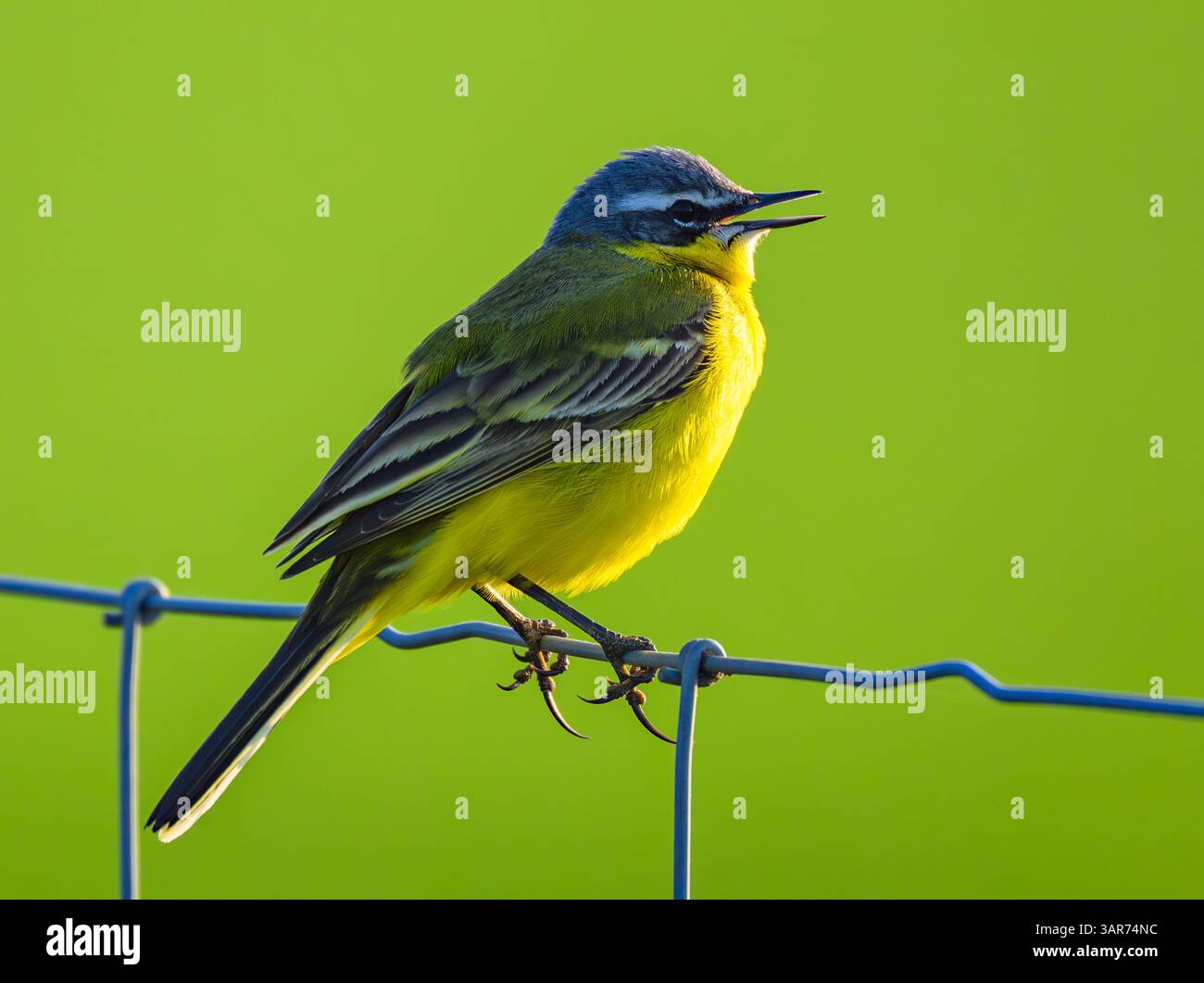 Reitwein, Germany. 15th Apr, 2025. A yellow wagtail (Motacilla flava ...