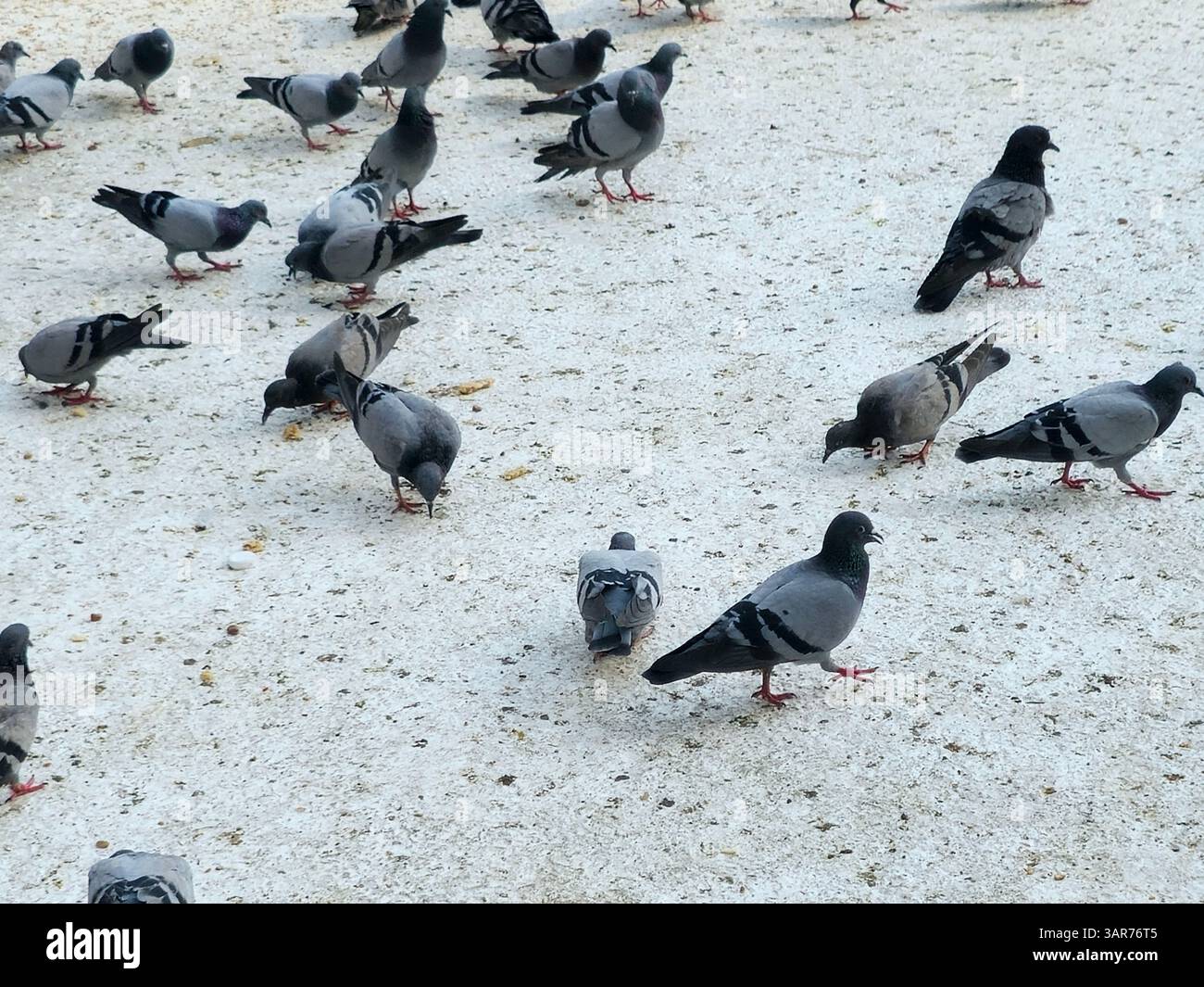 Makkah Pigeons, distinguished by the beauty of its shape, colors, long ...