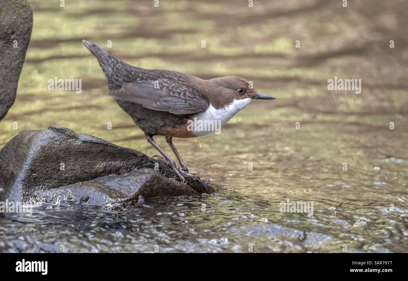 Dipper on a rock in a river, close up Stock Photo - Alamy
