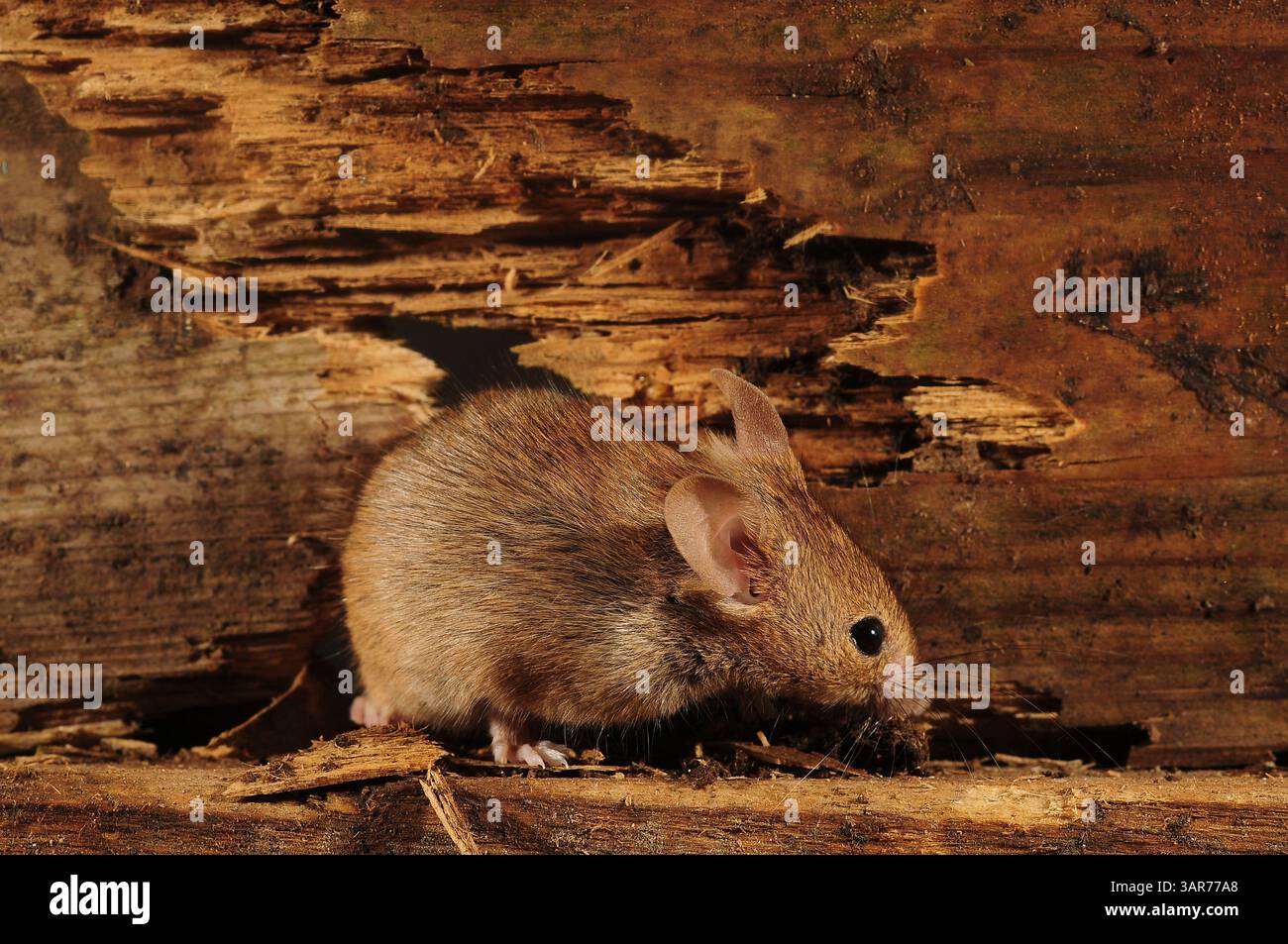 Adult house mouse Dorset, UK Stock Photo - Alamy