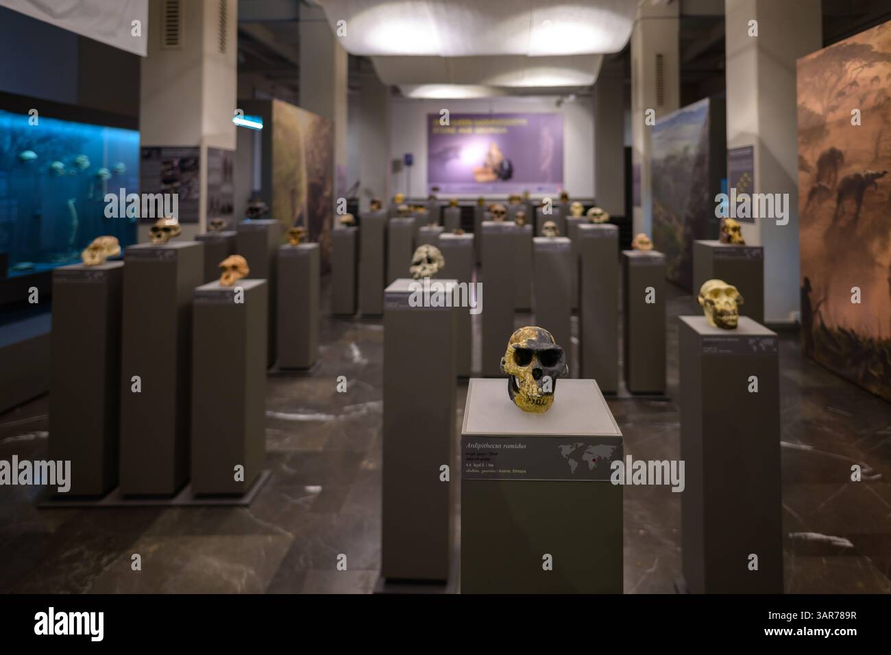 Exhibition of ancient artifacts and Stone Age remains in Georgian ...