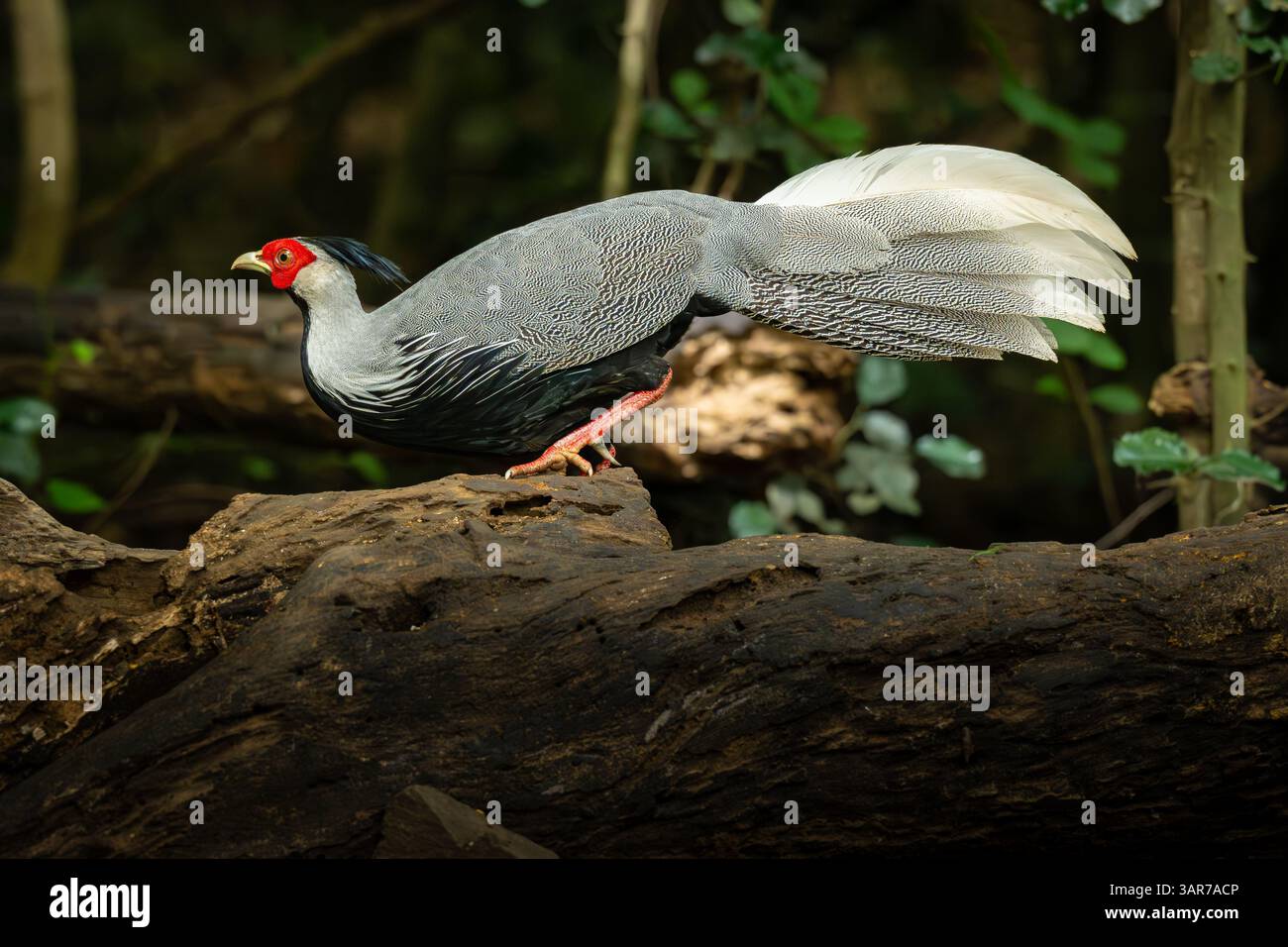 A striking male Kalij pheasant with vivid red face and elegant white ...