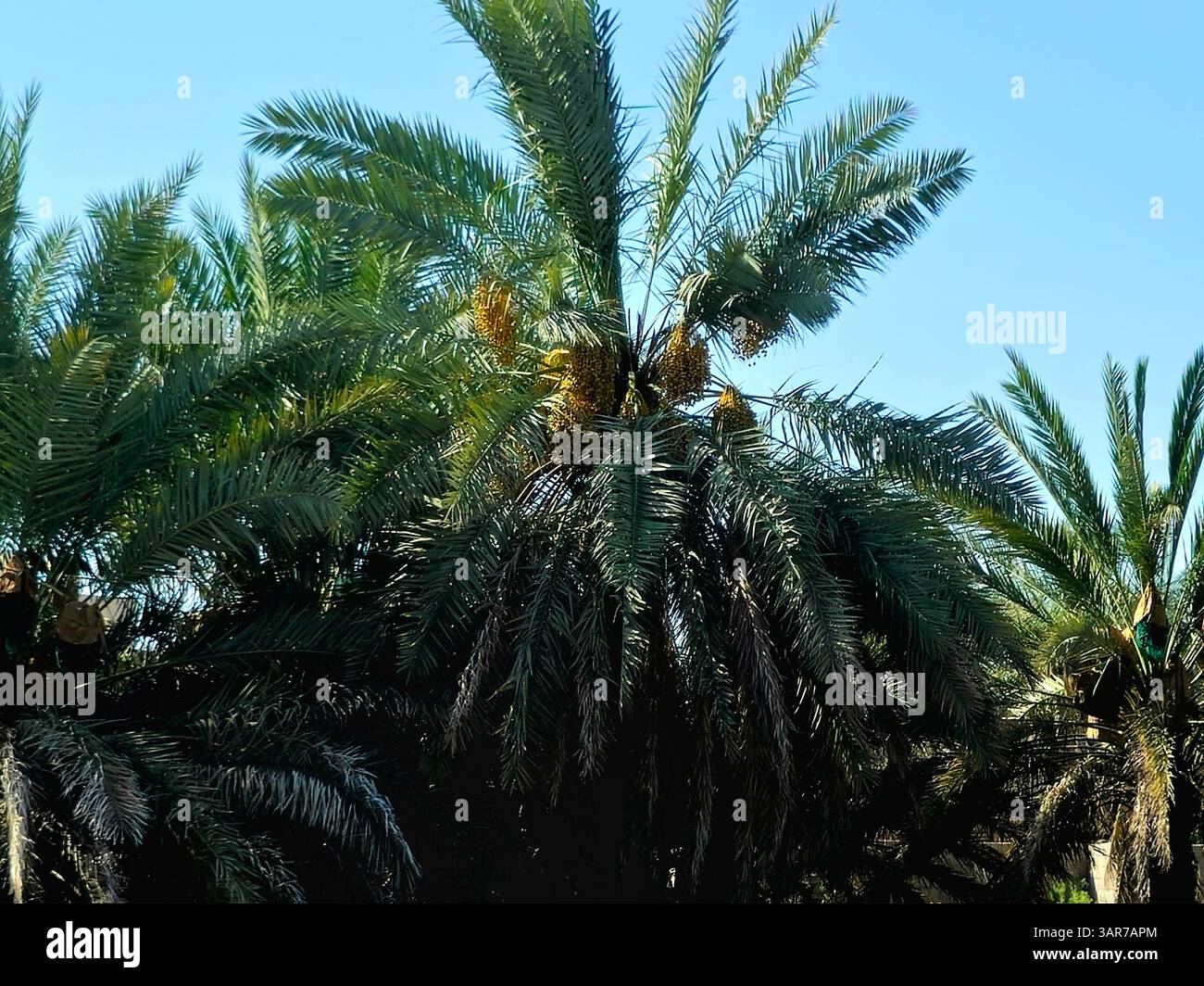 Madinah date palm trees near Quba mosque, Phoenix dactylifera a ...
