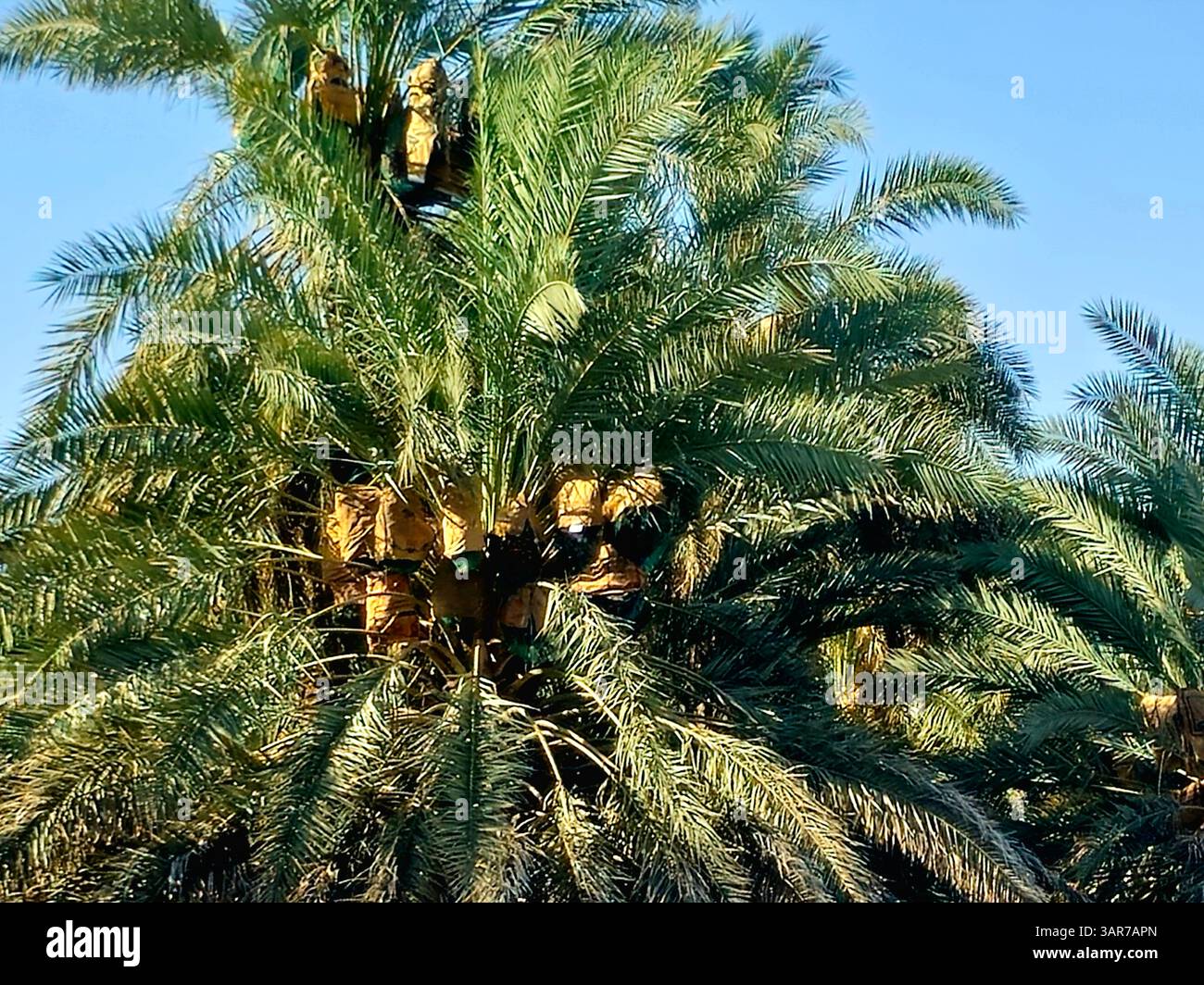 Madinah date palm trees near Quba mosque, Phoenix dactylifera a ...