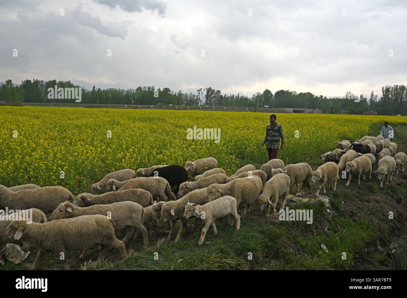 SRINAGAR, INDIA - APRIL 16: Shepherds tend to their sheep alongside a ...