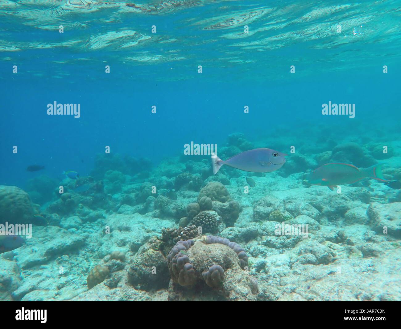 coral reef on the maldives islands Stock Photo - Alamy