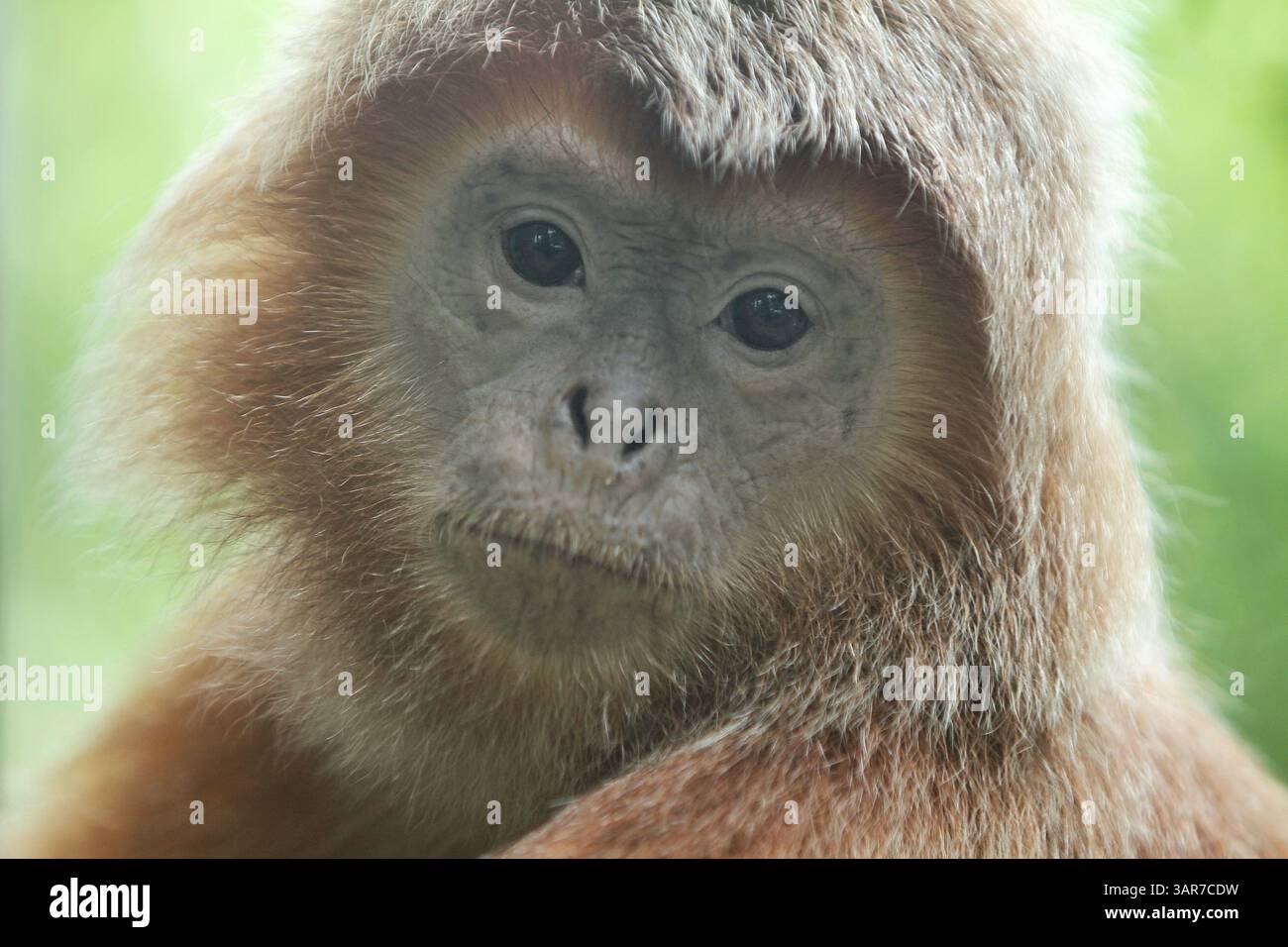 expression of a trachypithecus auratus Stock Photo - Alamy