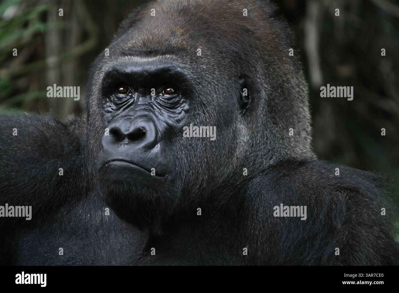 silverback gorilla expression Stock Photo - Alamy