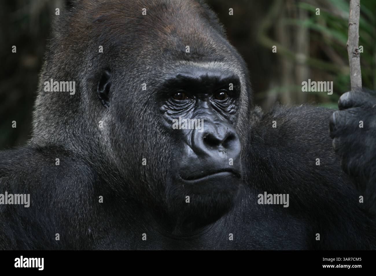 silverback gorilla expression Stock Photo - Alamy