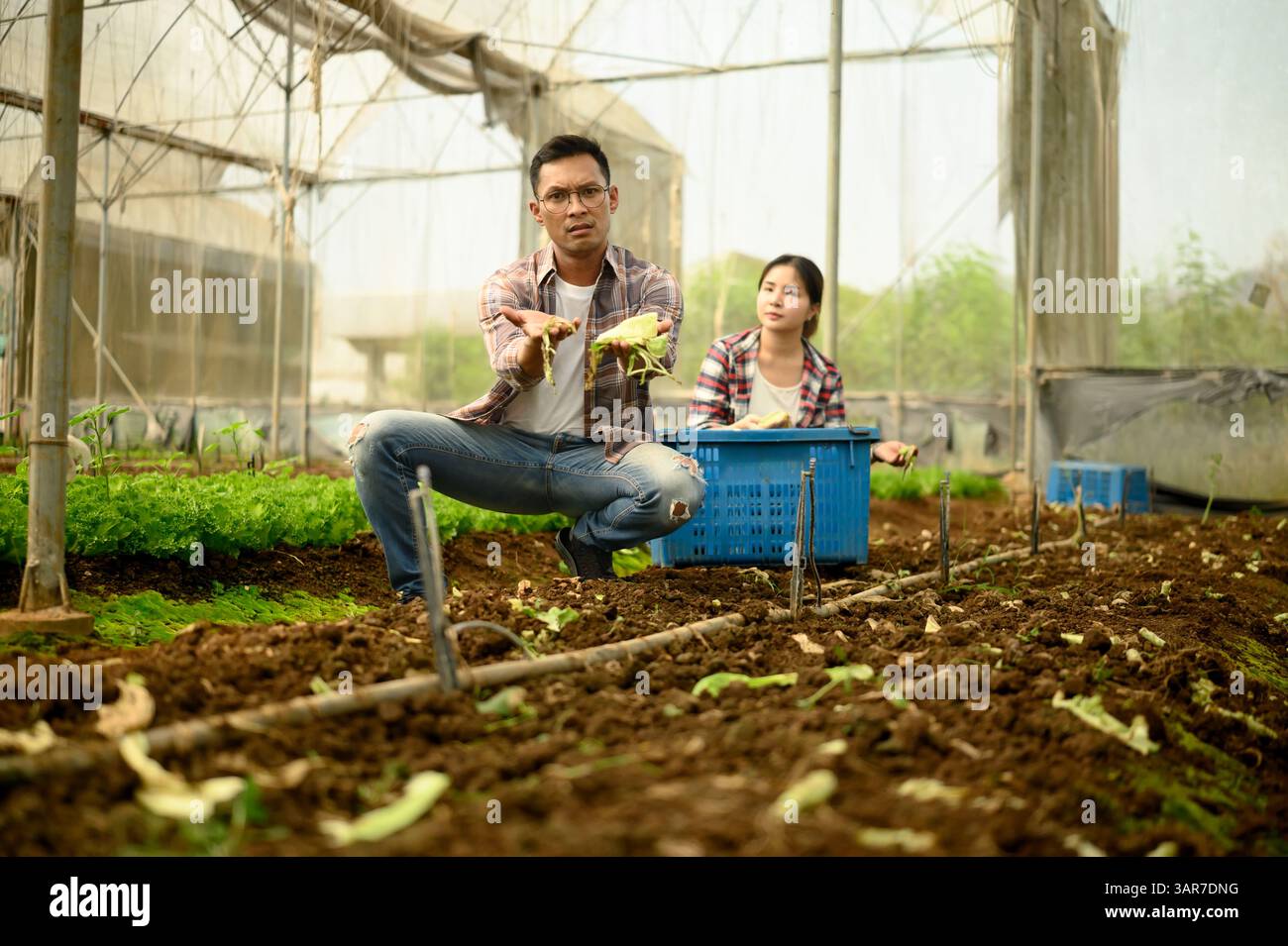 Farmer feeling defeated over poor harvest. Crop failure and ...