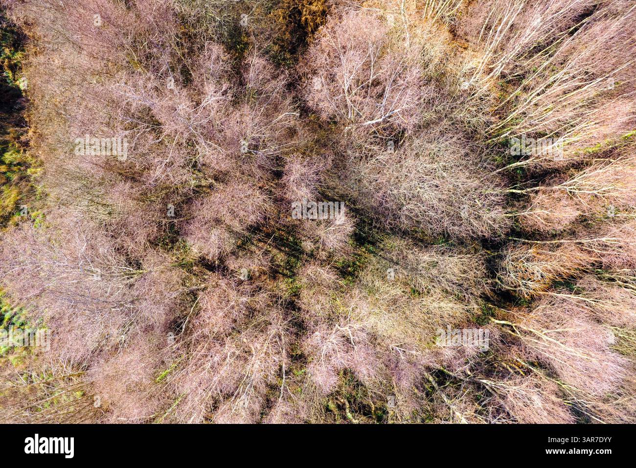 top down drone aerial view of the canopy trees of a deciduous forest in ...