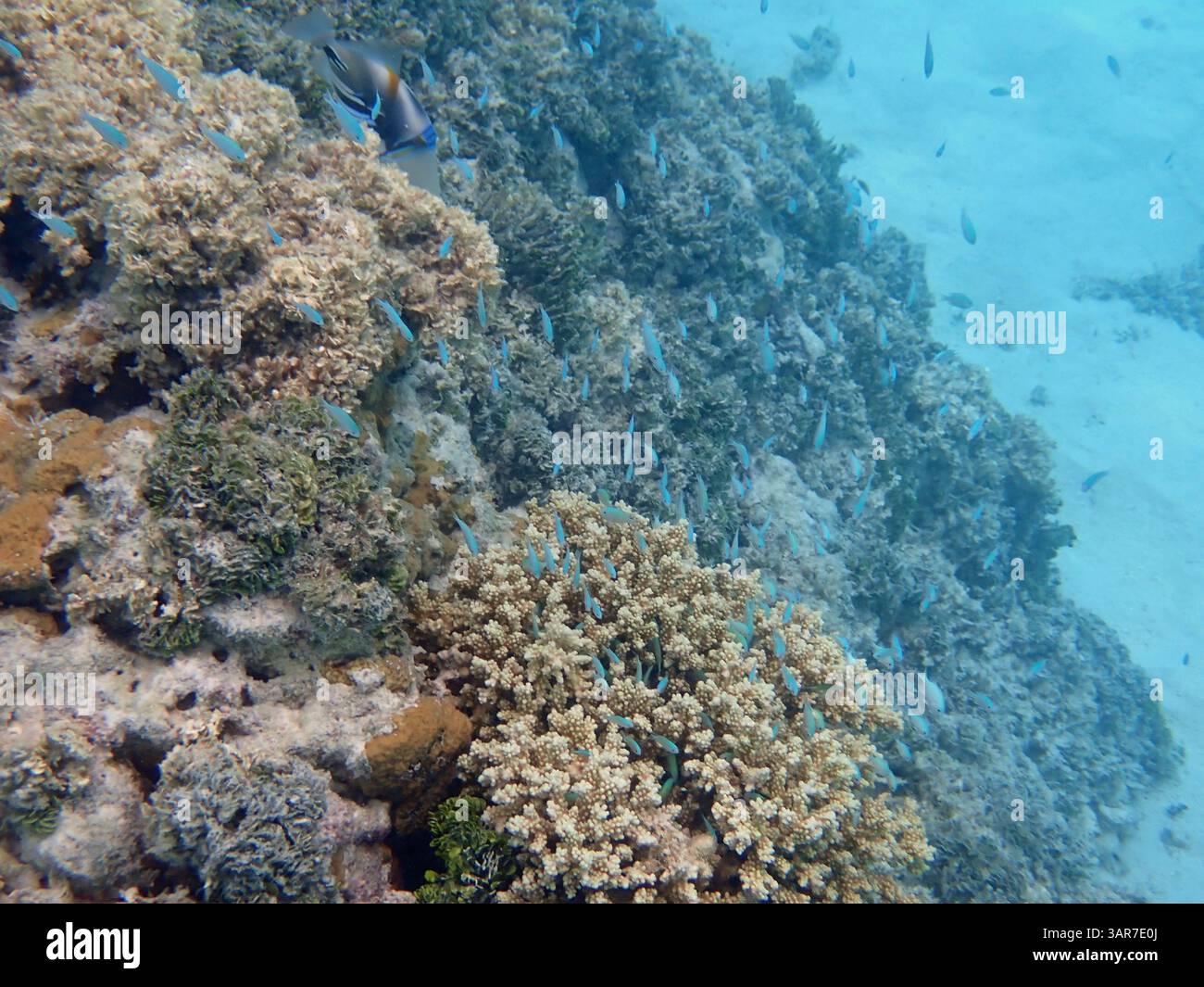 coral reef on the maldives islands Stock Photo - Alamy