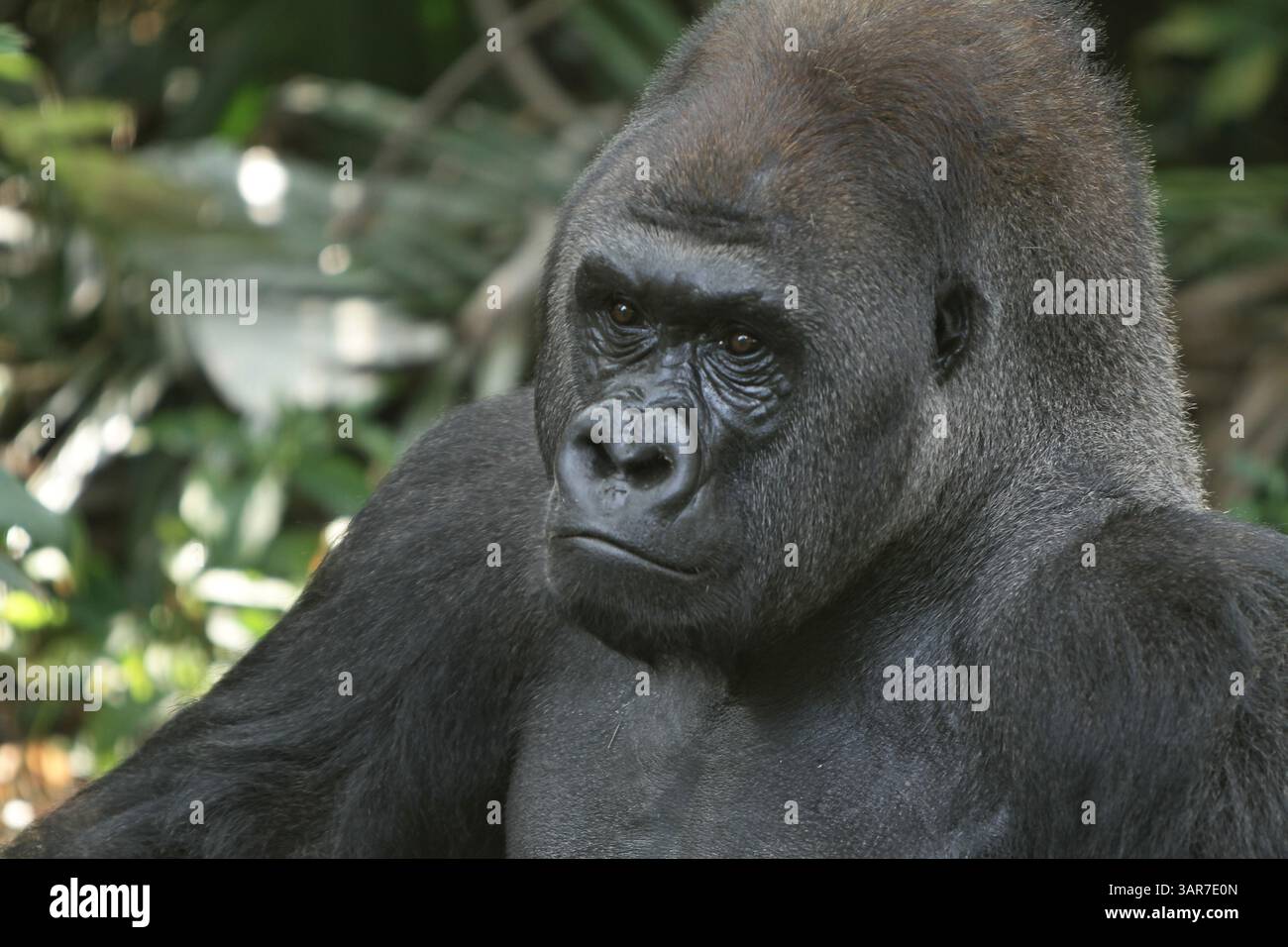 silverback gorilla expression Stock Photo - Alamy
