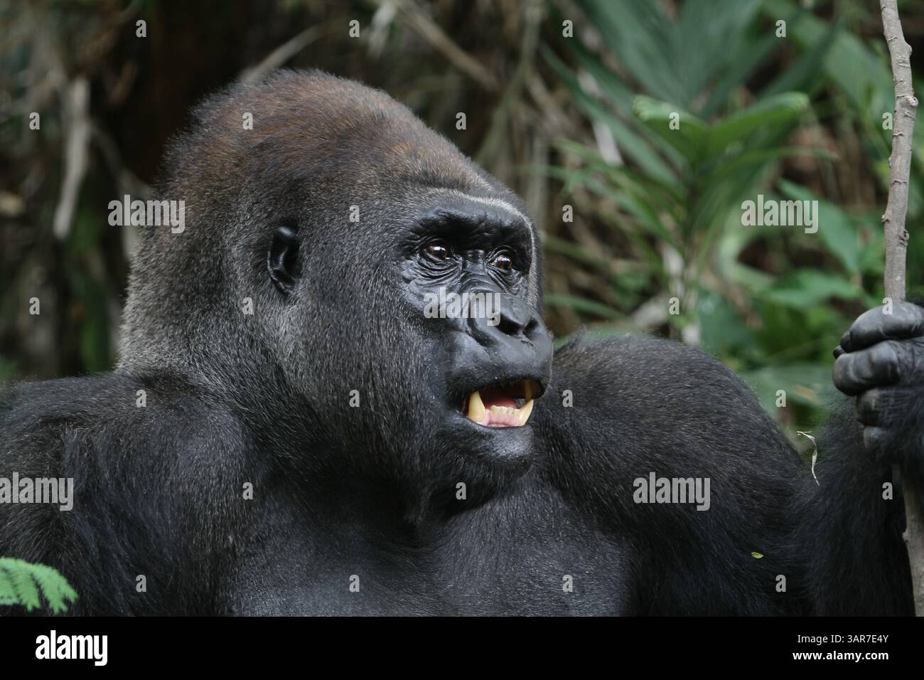 Gorilla teeth hi-res stock photography and images - Alamy
