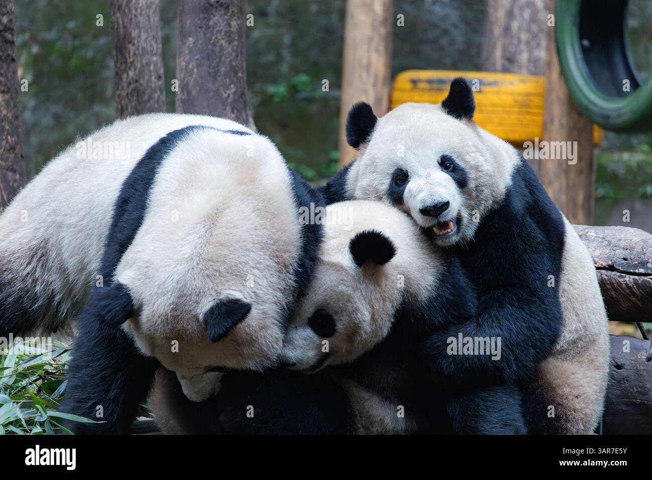 Giant pandas enjoy spring time at Chongqing Zoo, Chongqing, China, 12 ...