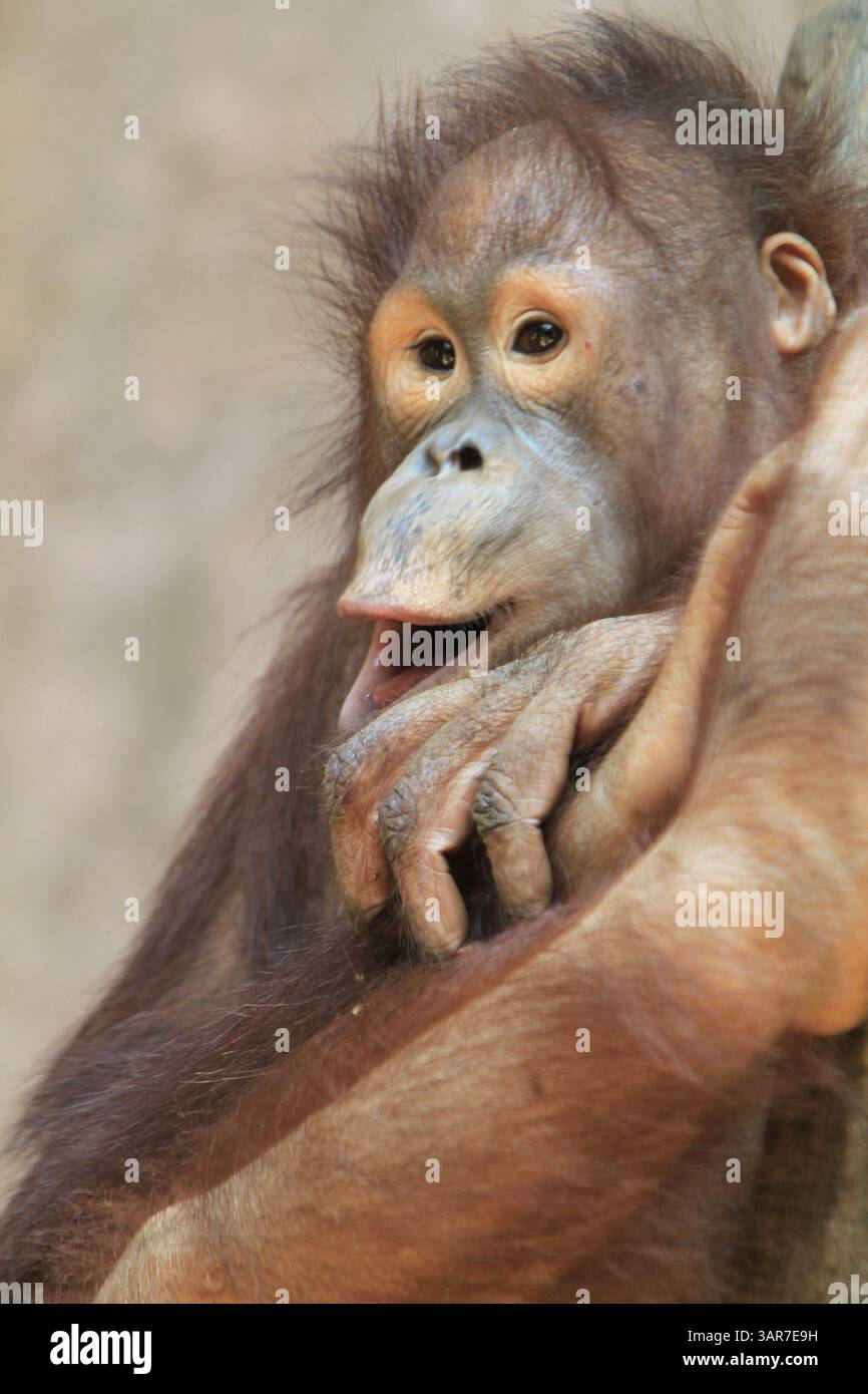 Cute baby orangutans hi-res stock photography and images - Alamy