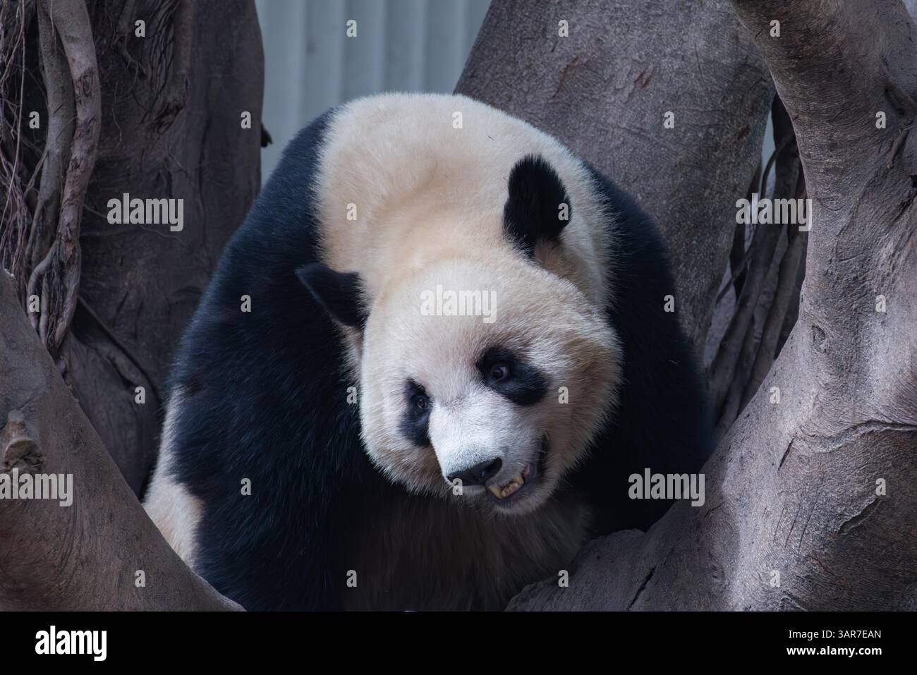 Giant pandas enjoy spring time at Chongqing Zoo, Chongqing, China, 12 ...