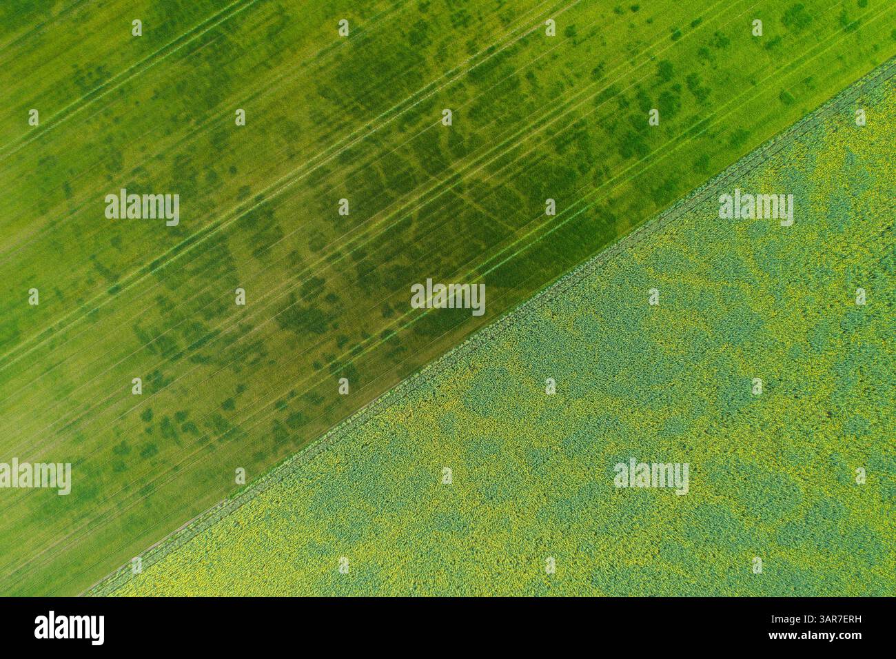 drone aerial top down view of some fields of rapeseed and cereal crops ...