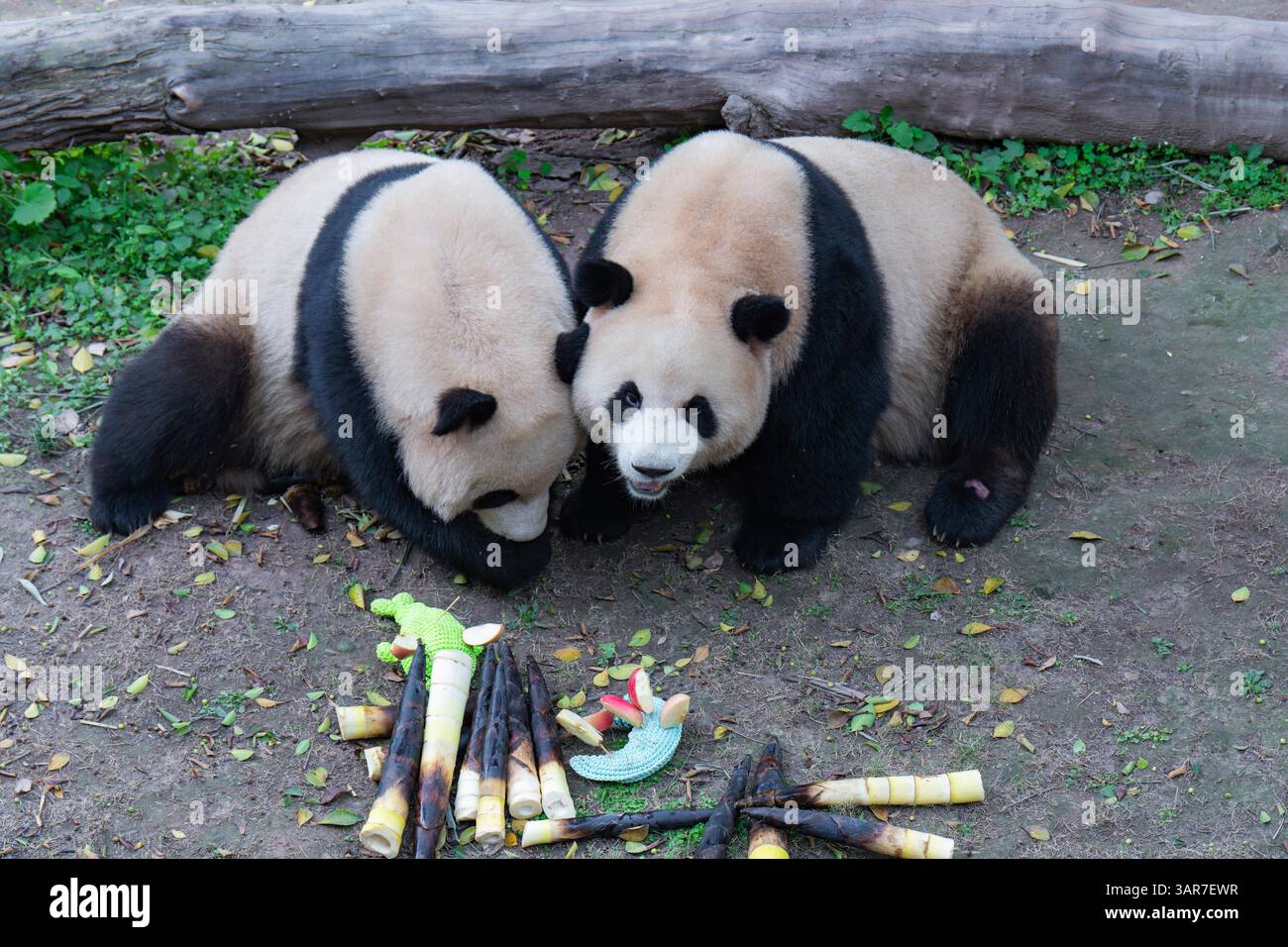 Giant pandas enjoy spring time at Chongqing Zoo, Chongqing, China, 12 ...