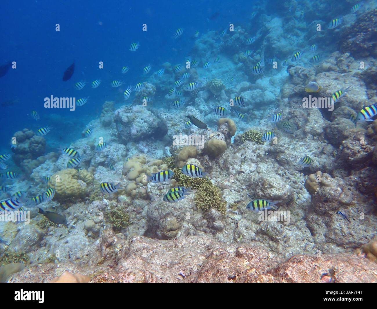 coral reef on the maldives islands Stock Photo - Alamy