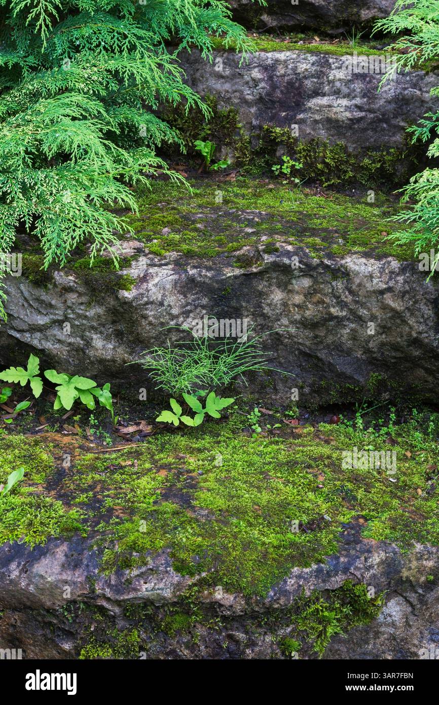 Natural stone steps covered with Bryophyta - Green Moss and bordered by ...