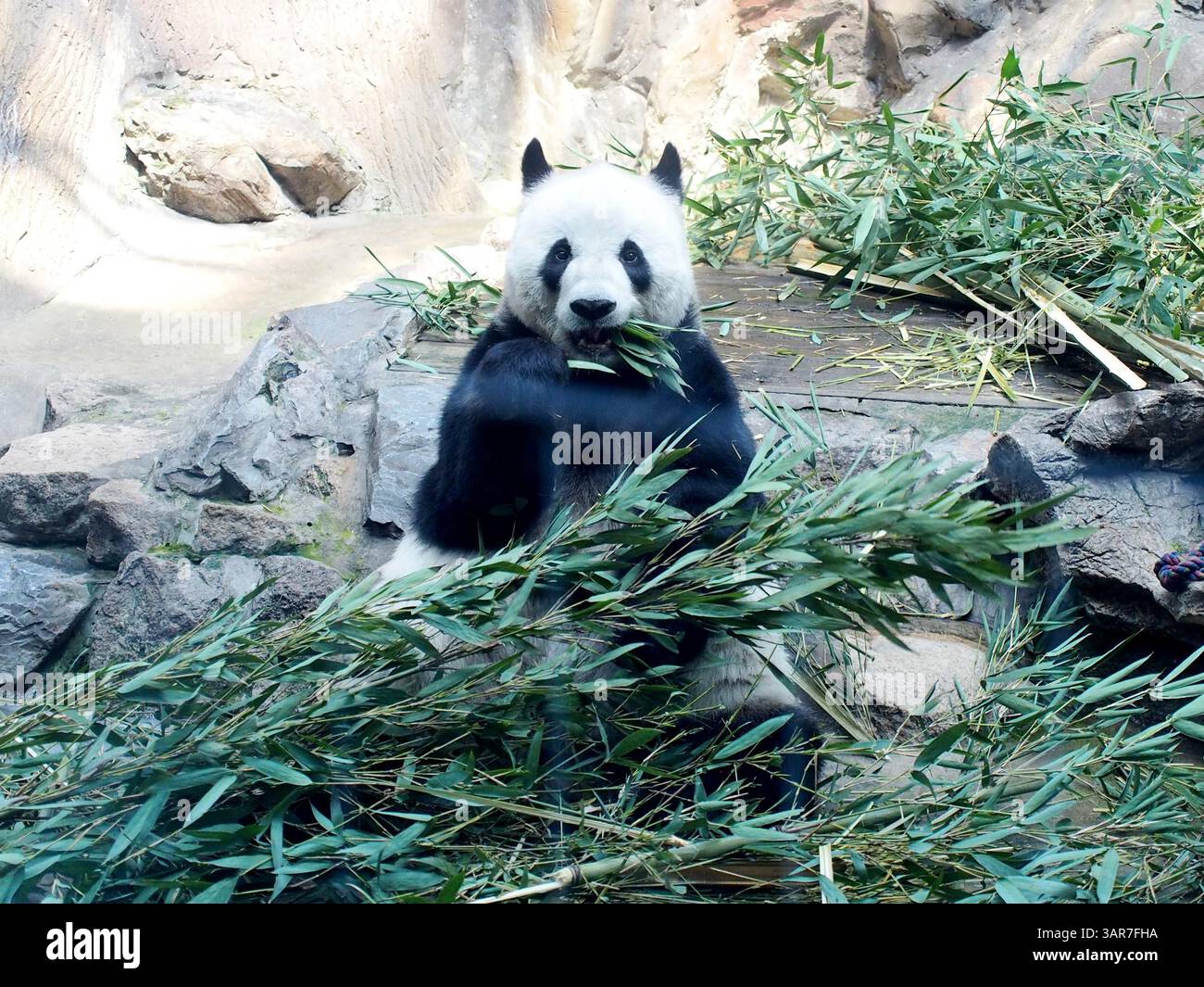 Giant pandas play at Beijing Zoo, Beijing, China, 14 April, 2025 Stock ...