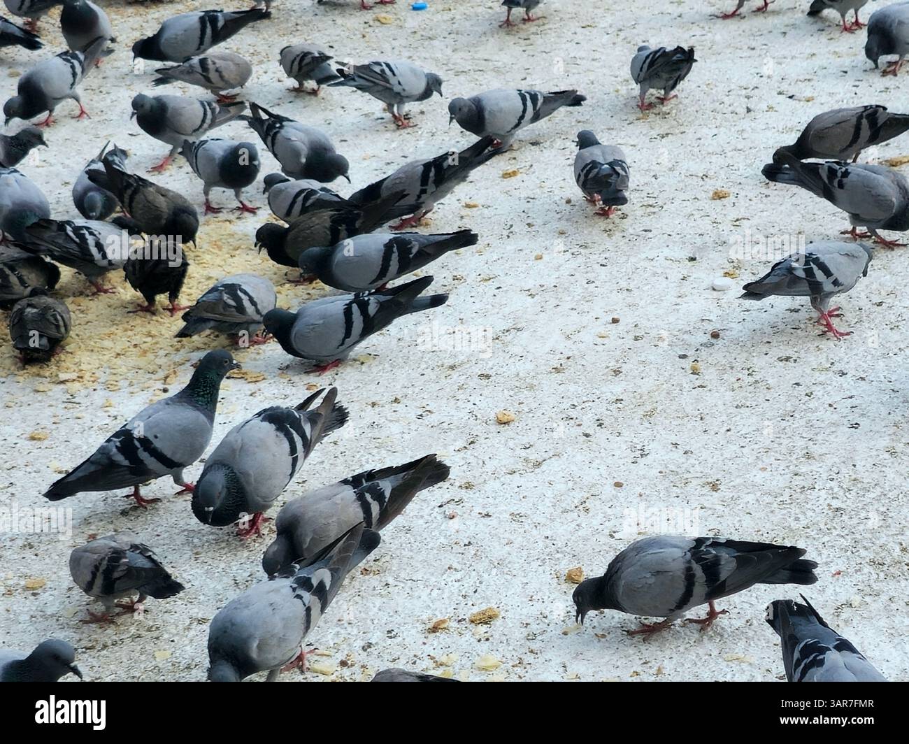 Makkah Pigeons, distinguished by the beauty of its shape, colors, long ...