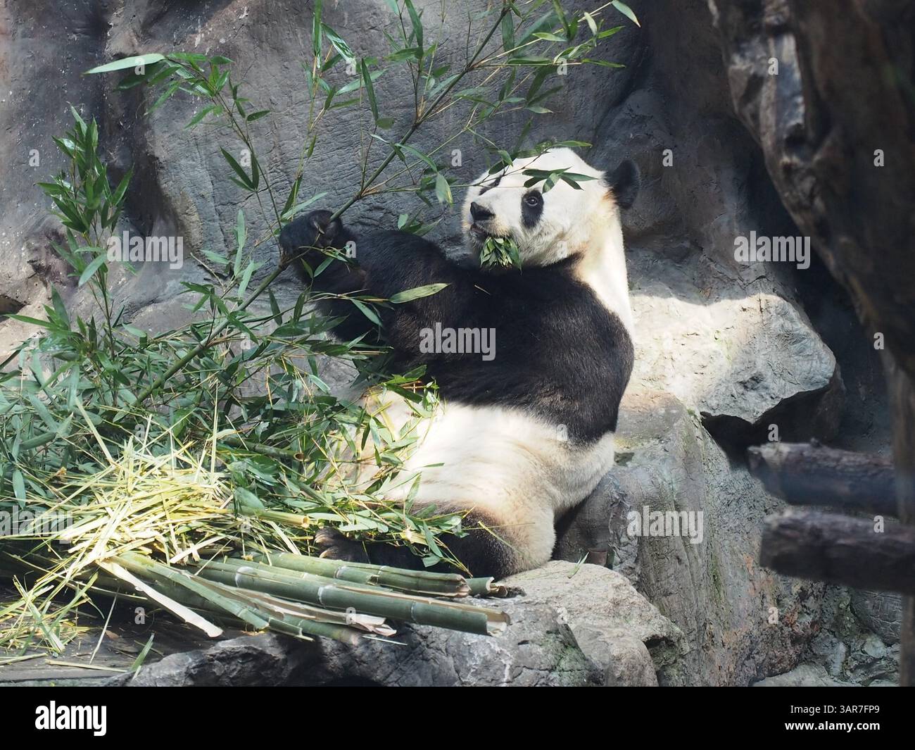 Giant pandas play at Beijing Zoo, Beijing, China, 14 April, 2025 Stock ...