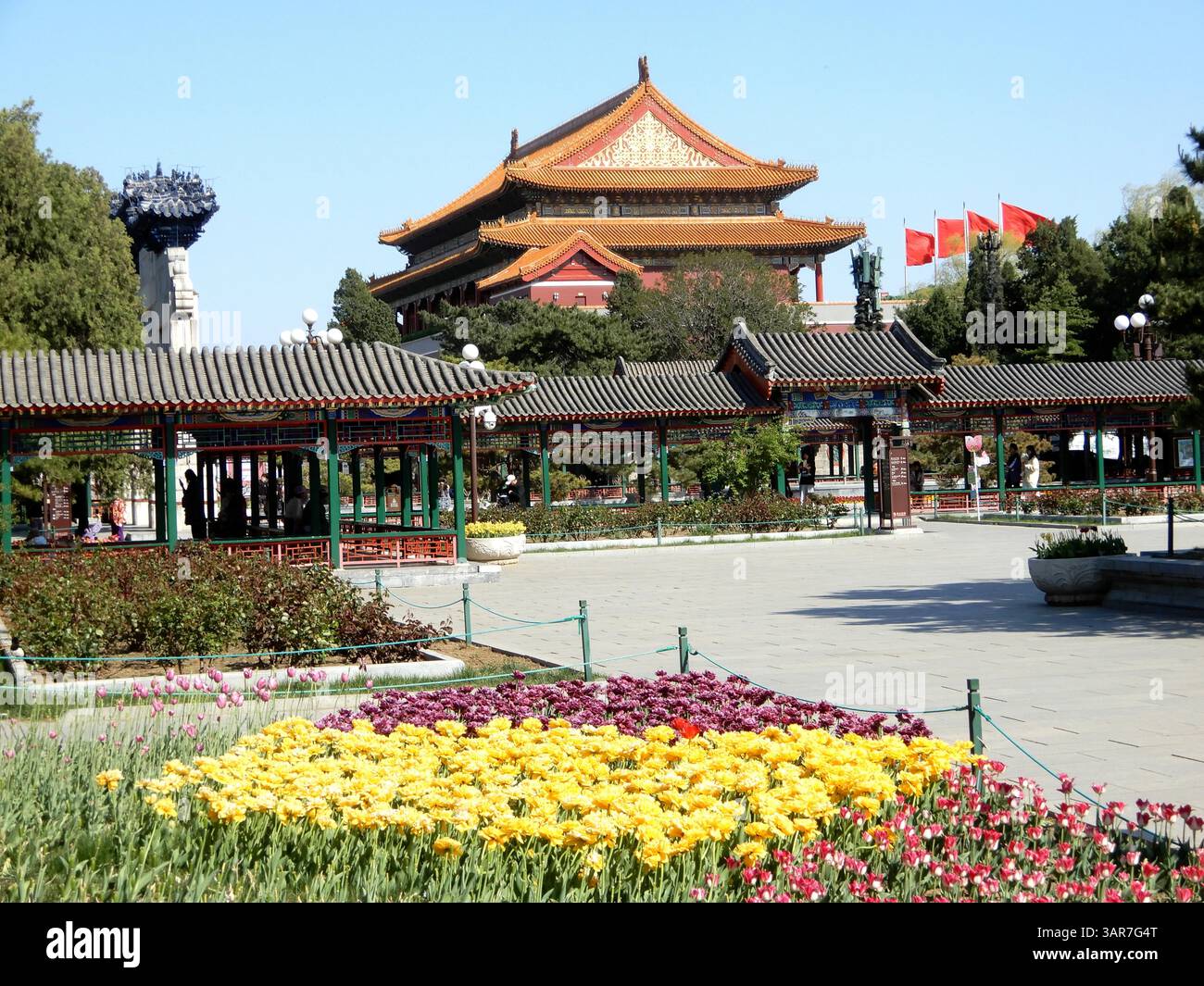 Tulip flowers are in full bloom at Zhongshan Park in Beijing, China, 14 ...