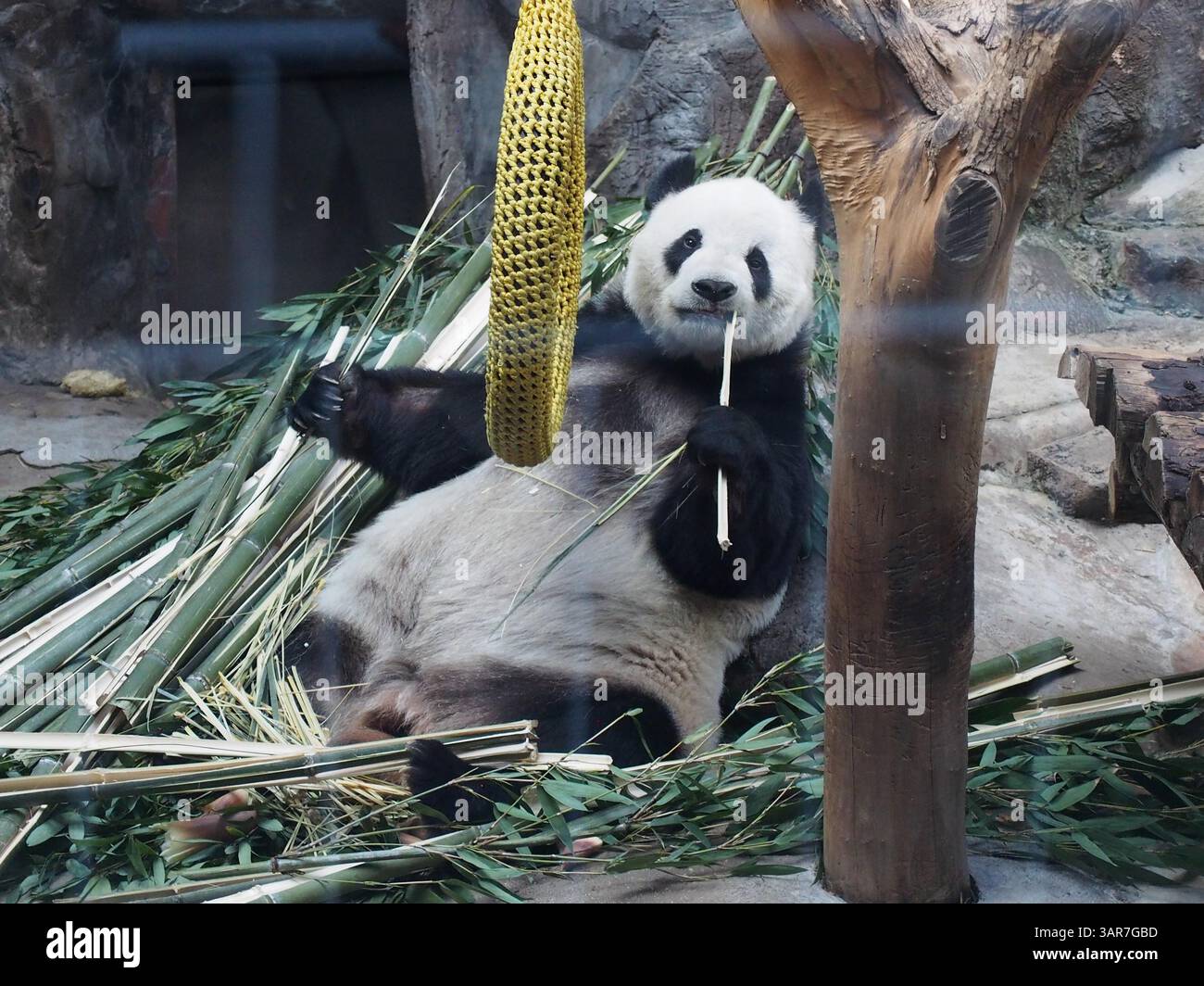 Giant pandas play at Beijing Zoo, Beijing, China, 14 April, 2025 Stock ...