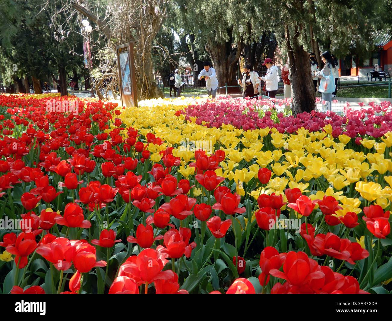 Tulip flowers are in full bloom at Zhongshan Park in Beijing, China, 14 ...