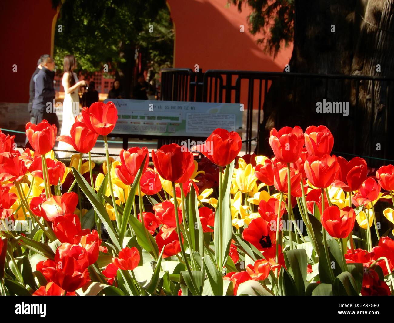 Tulip flowers are in full bloom at Zhongshan Park in Beijing, China, 14 ...
