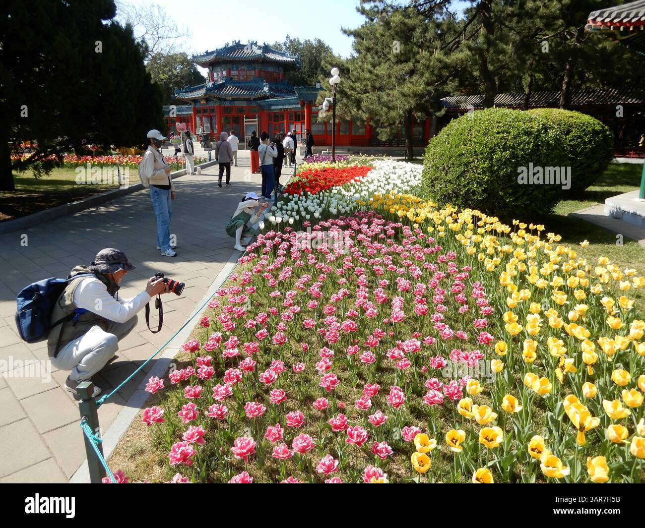 Tulip flowers are in full bloom at Zhongshan Park in Beijing, China, 14 ...