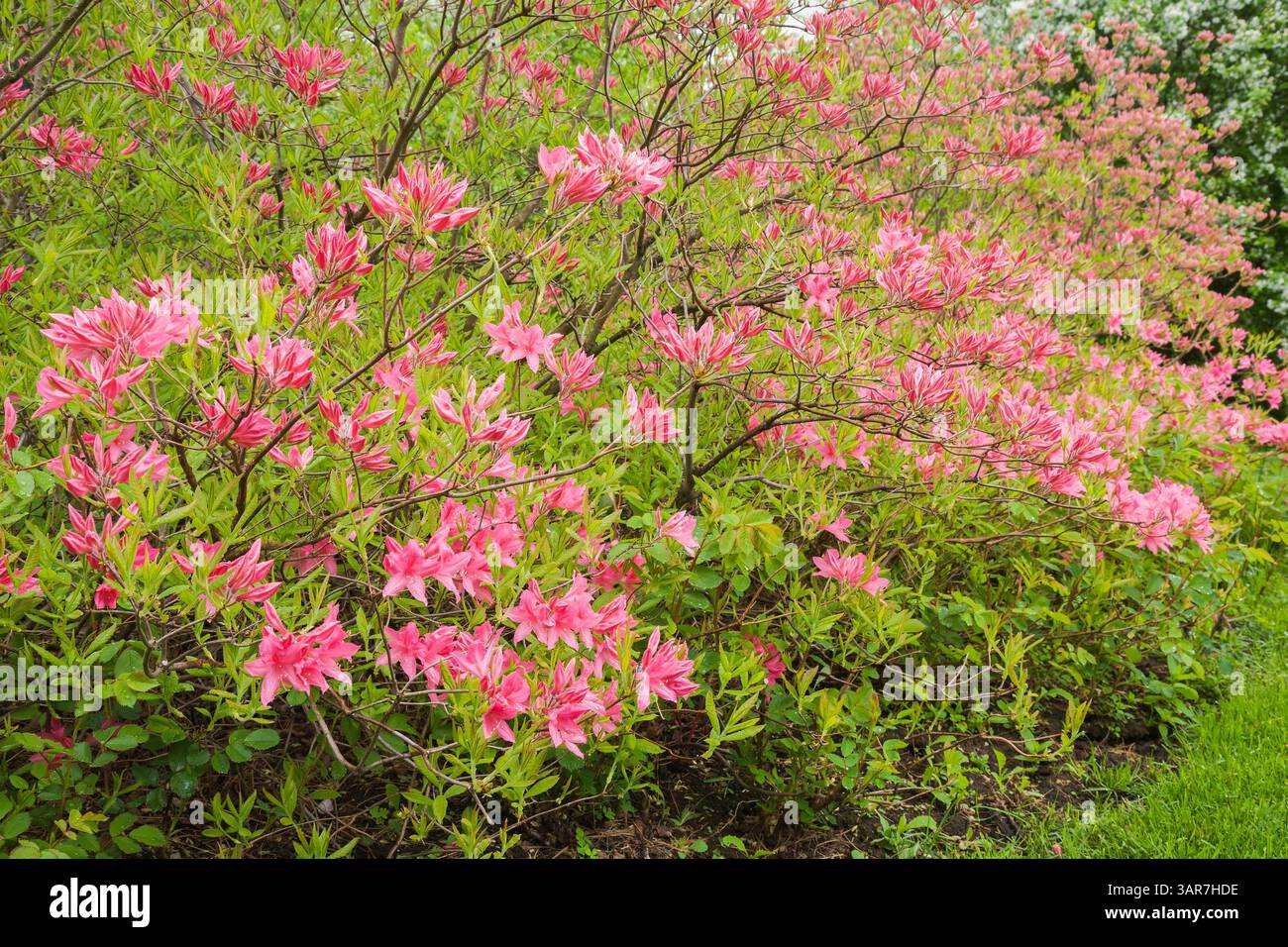 Pink Rhododendron 'Rosy Lights' shrub in mulch border in spring, Quebec ...