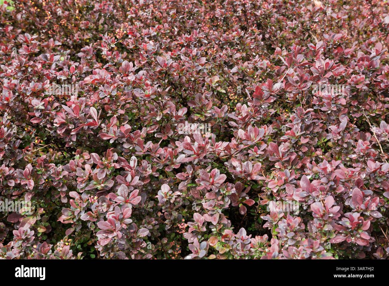 Berberis thunbergii ' Concorde' - Japanese barberry shrub in spring ...