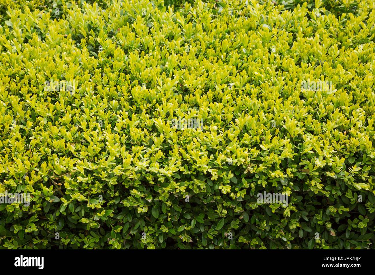 Top view of trimmed Buxus 'Green Velvet' - Boxwood hedge in spring ...