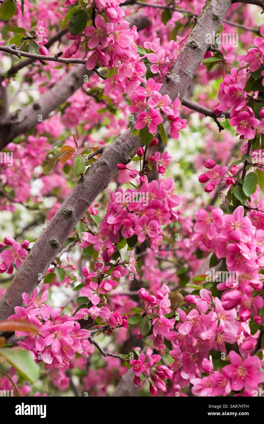 Pink Pyrus malus 'Maypole' - Crabapple tree blossoms in spring Stock ...