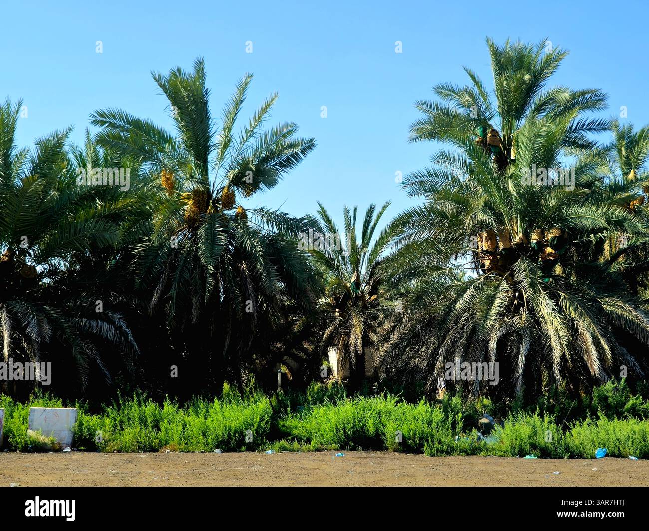 Madinah date palm trees near Quba mosque, Phoenix dactylifera a ...